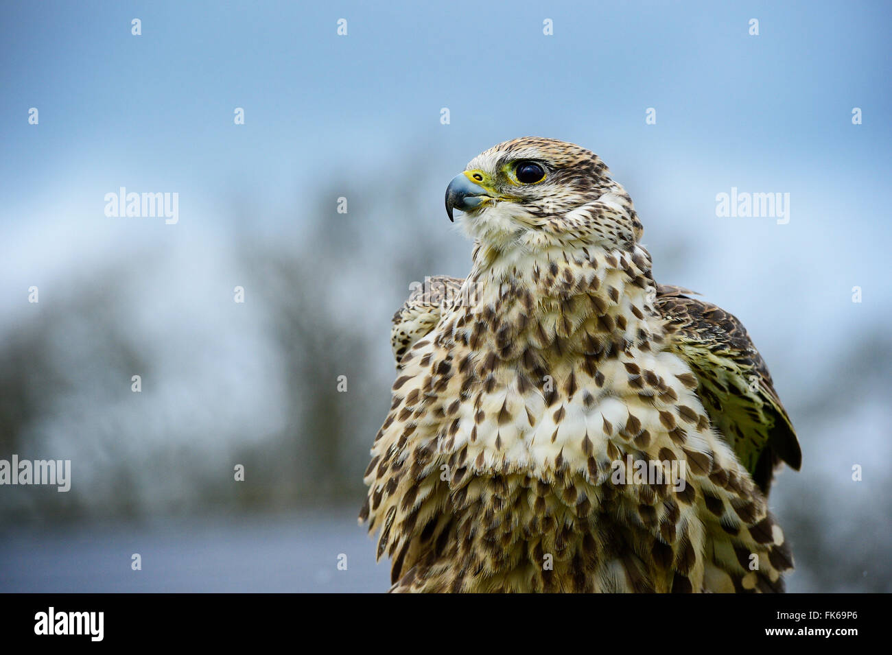 Red tailed hawk, an American raptor, bird of prey, United Kingdom ...