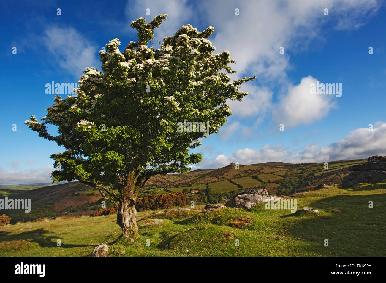 Hawthorn tree hi-res stock photography and images - Alamy