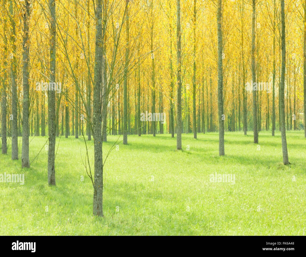 Poplar trees in spring, France, Europe Stock Photo - Alamy