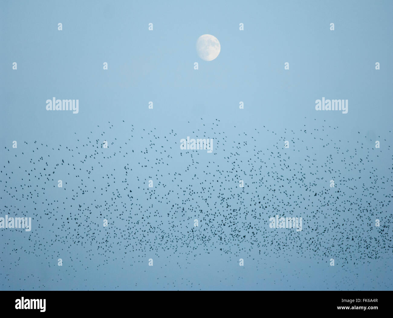 Murmuration of starlings and full moon, Republic of Ireland, Europe ...