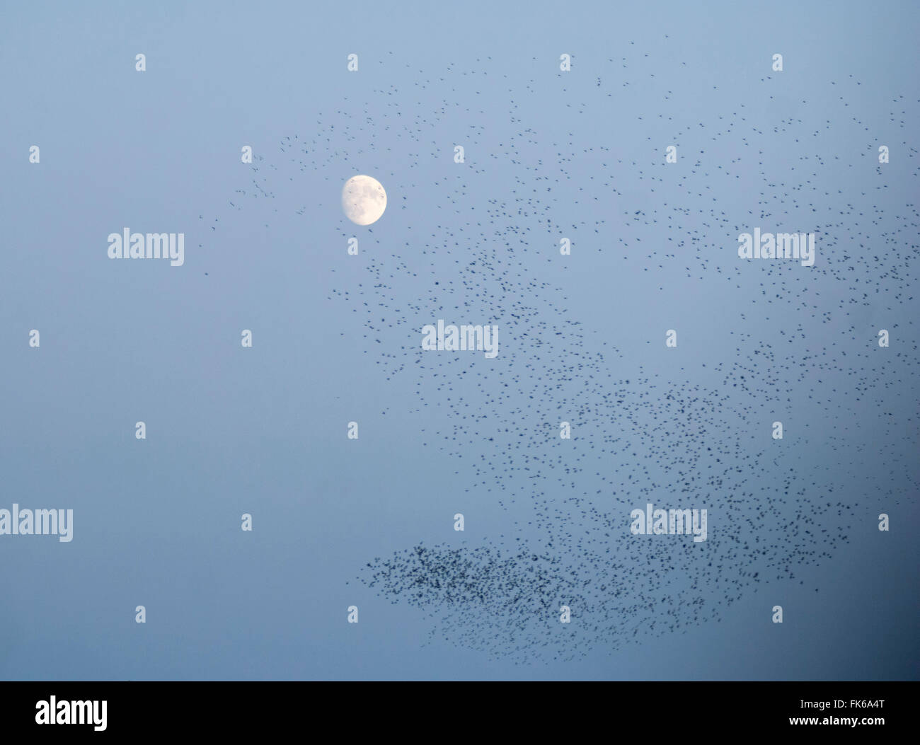Murmuration of starlings and full moon, Republic of Ireland, Europe ...
