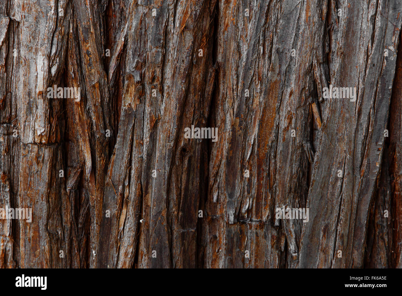Background texture of tree bark. Skin the bark of a tree that traces ...