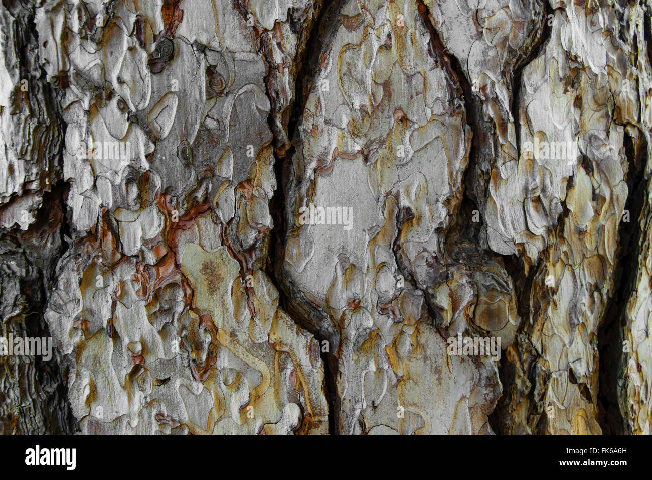 Background texture of tree bark. Skin the bark of a tree that traces ...