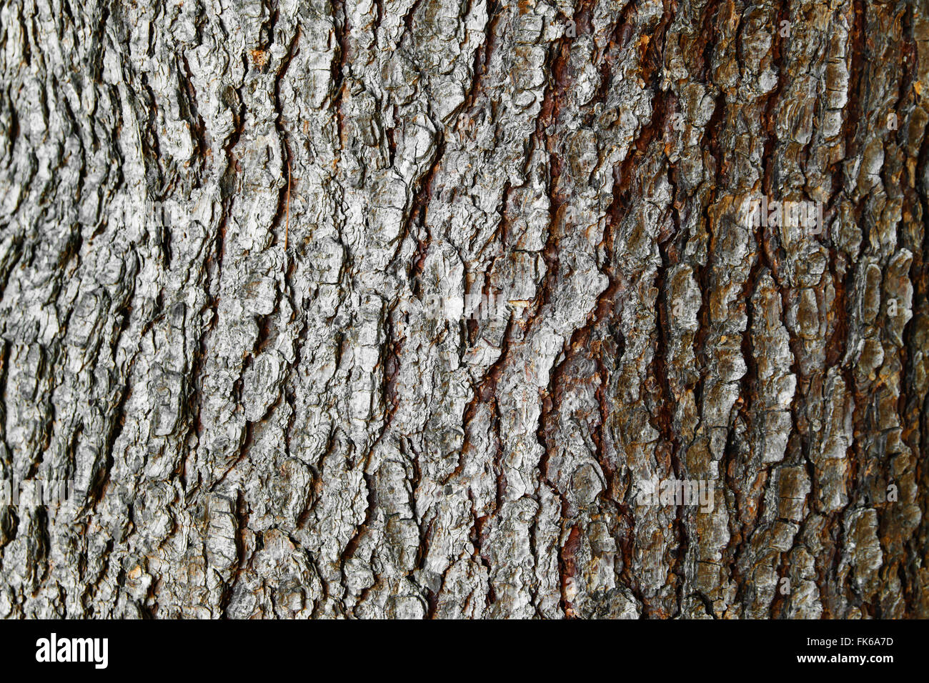 Background texture of tree bark. Skin the bark of a tree that traces ...