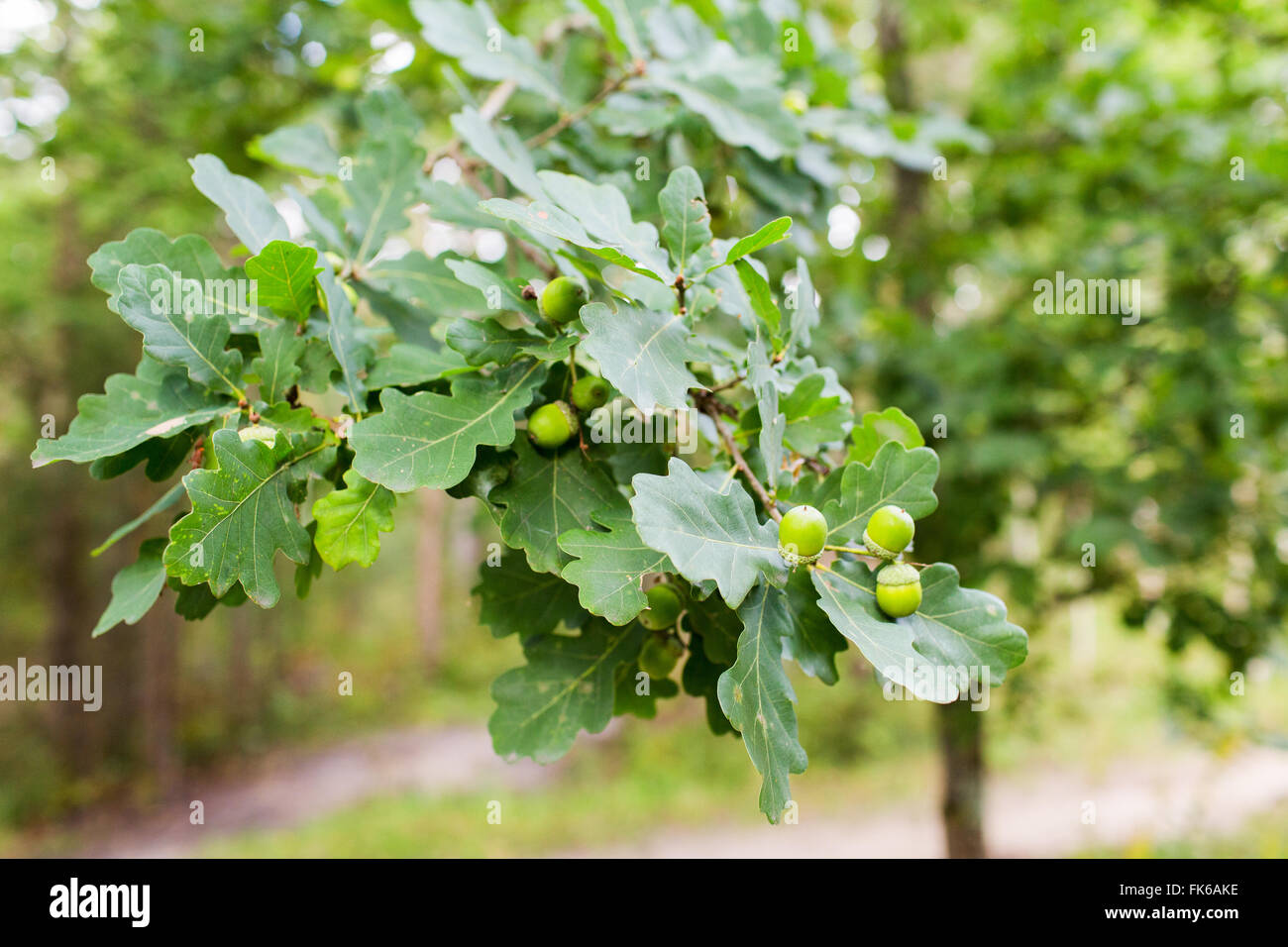 oak branch with acorns and leaves in forest Stock Photo - Alamy