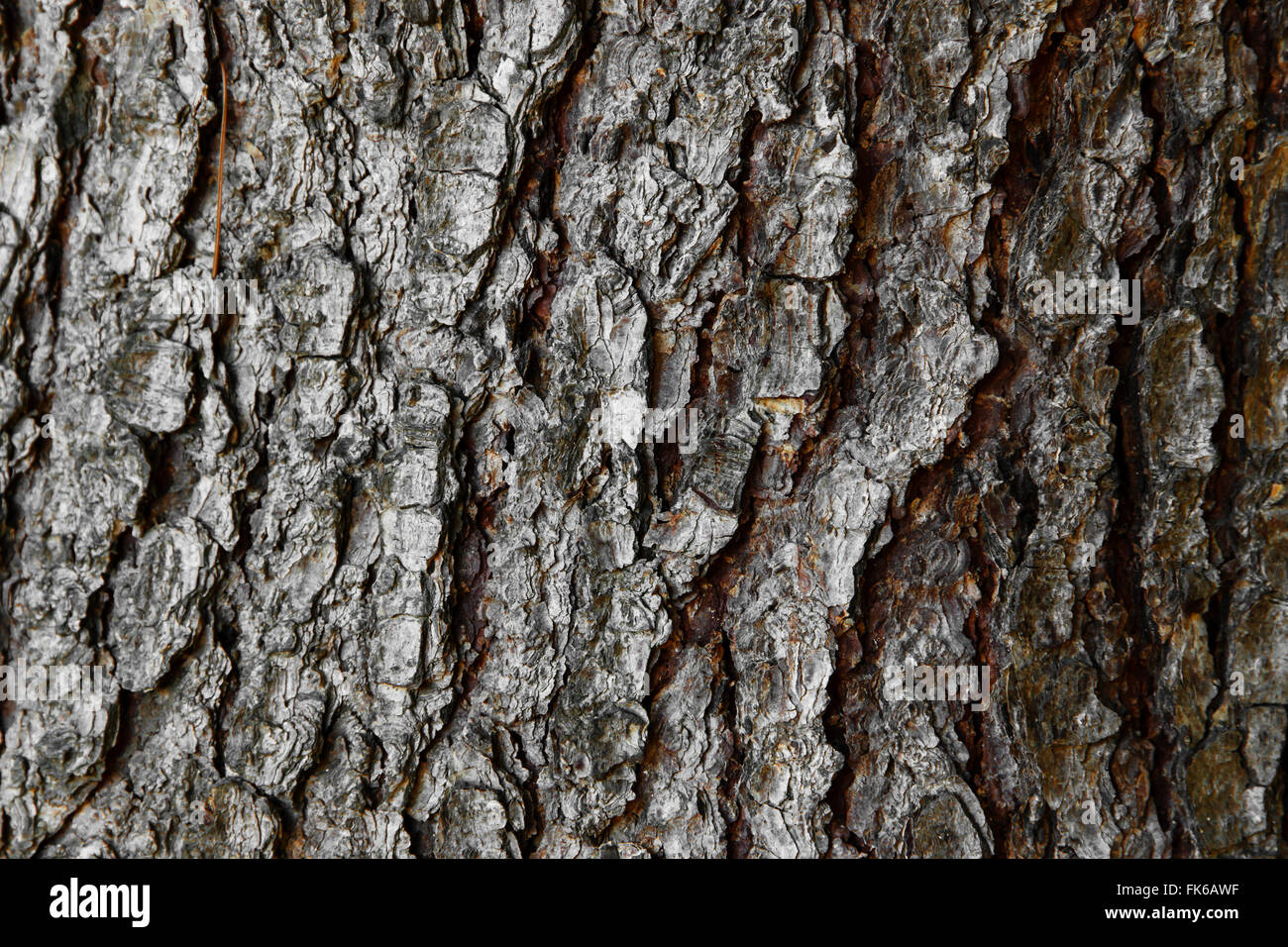Background texture of tree bark. Skin the bark of a tree that traces ...