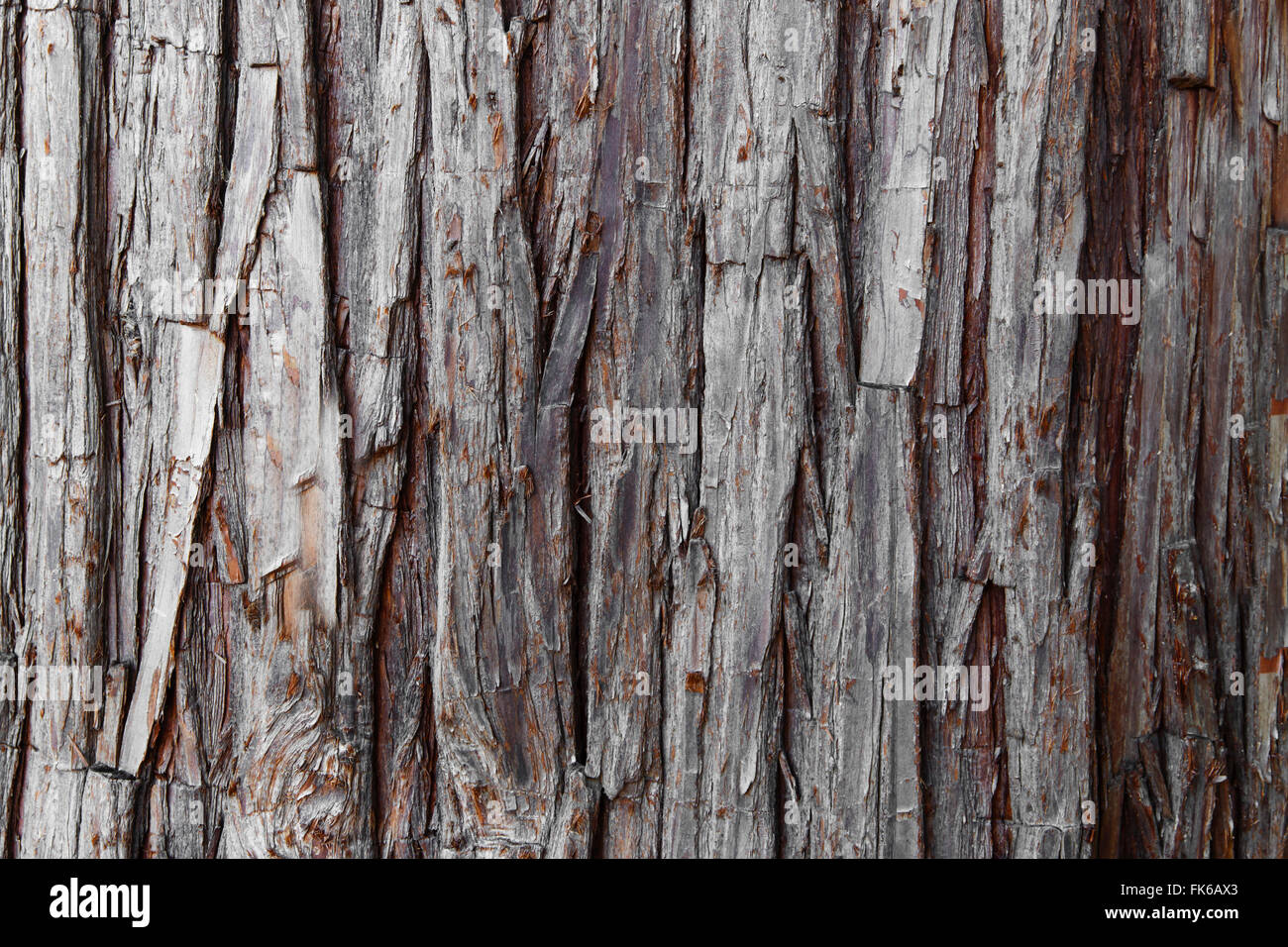Background texture of tree bark. Skin the bark of a tree that traces ...