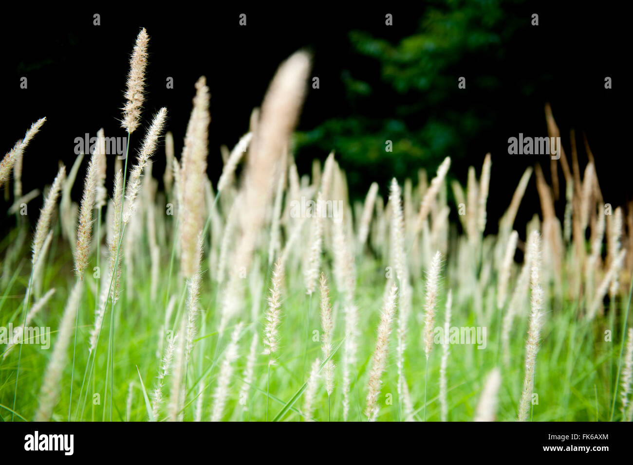 Grasses waving in the wind, France, Europe Stock Photo - Alamy