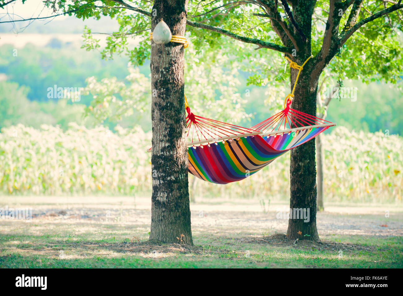 Two young oaks hi-res stock photography and images - Alamy