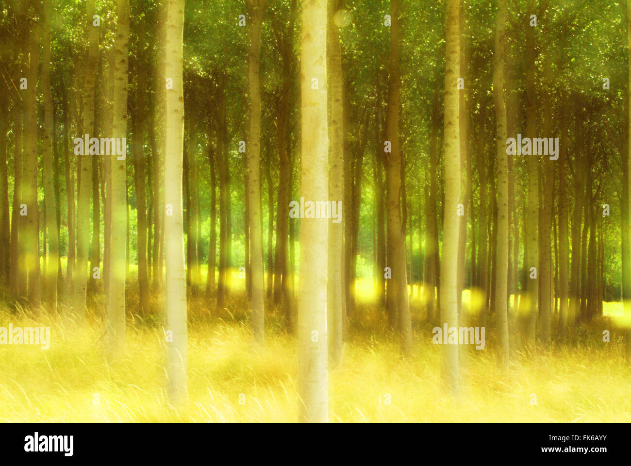 French poplar hi-res stock photography and images - Alamy