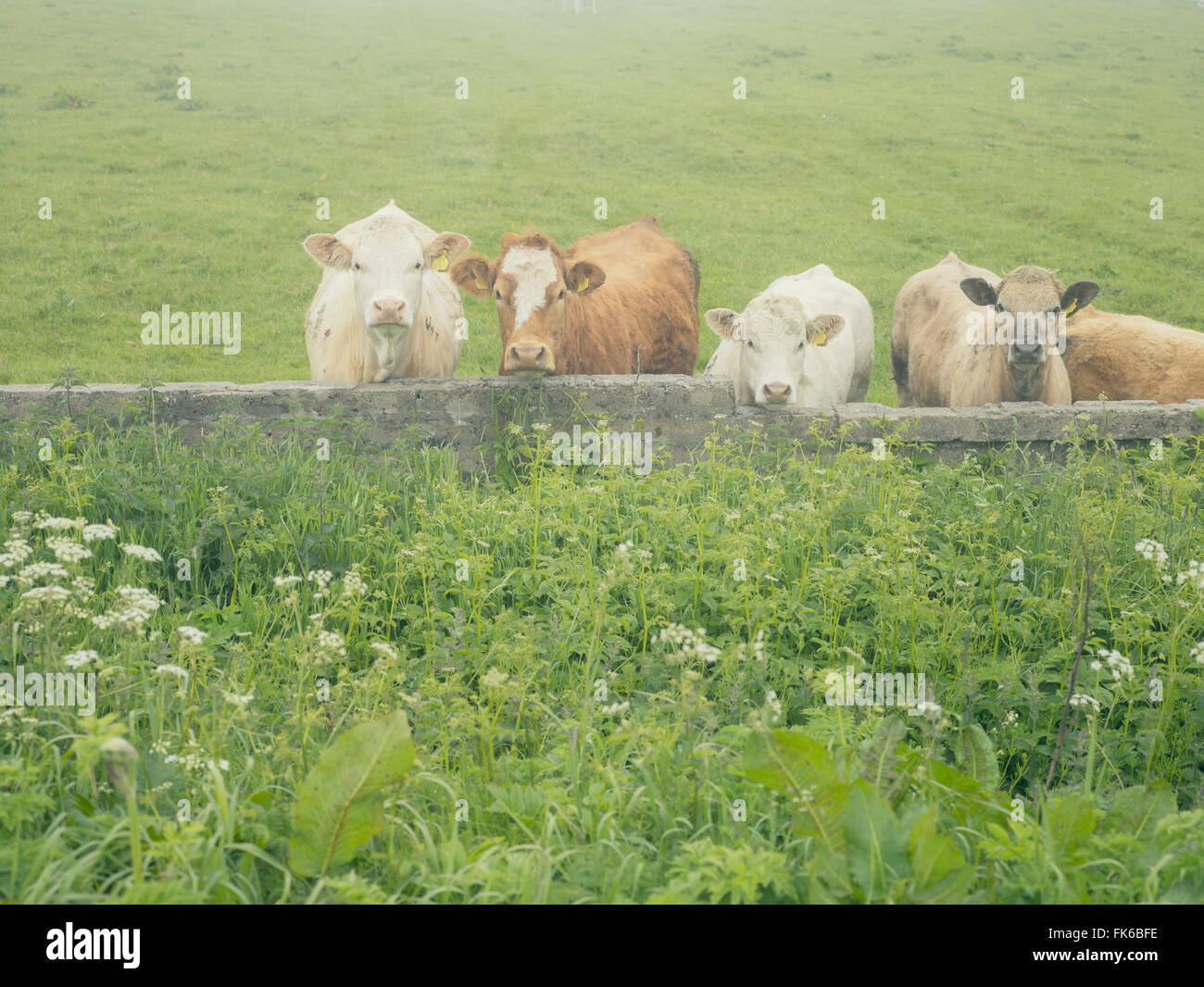Mist highland cows hi-res stock photography and images - Alamy