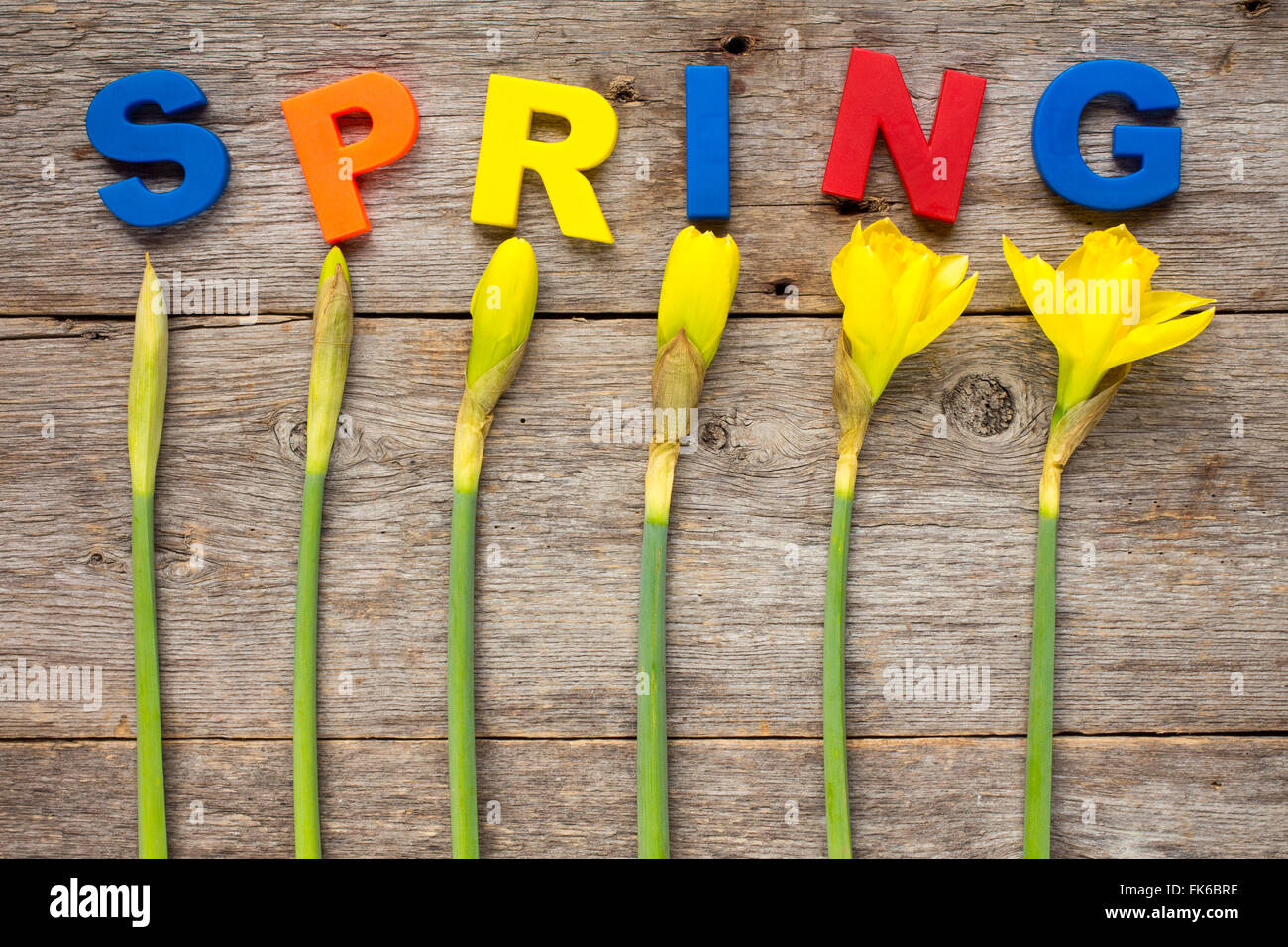 Letters spelling word SPRING with daffodil flowers on wooden background ...