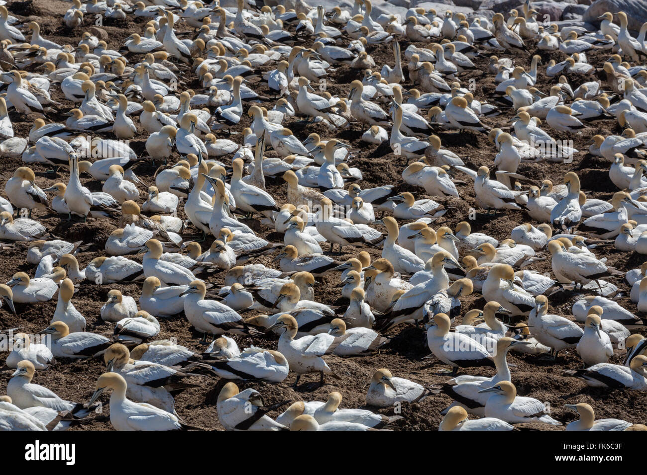 Breeding colony birds people hi-res stock photography and images - Alamy