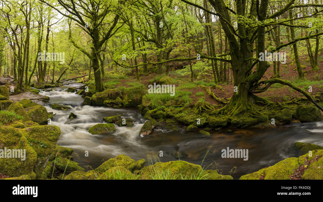 River Fowey at Golitha Falls, Cornwall, England, United Kingdom, Europe ...