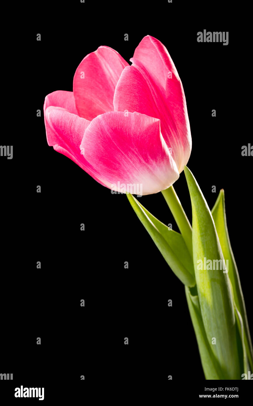 Closeup of a red common tulip on black background Stock Photo - Alamy