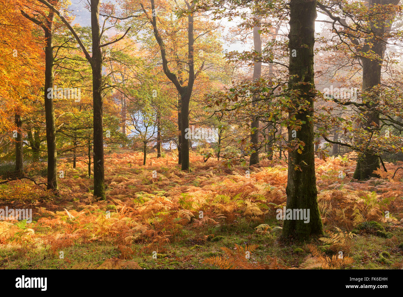 Colourful deciduous woodland with autumnal colours, Lake District ...