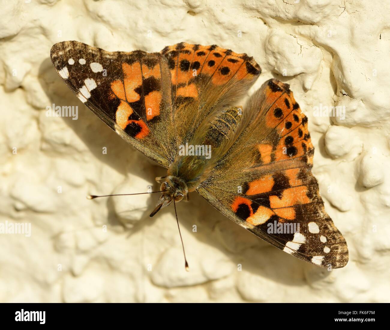 Painted lady in sun hi-res stock photography and images - Alamy