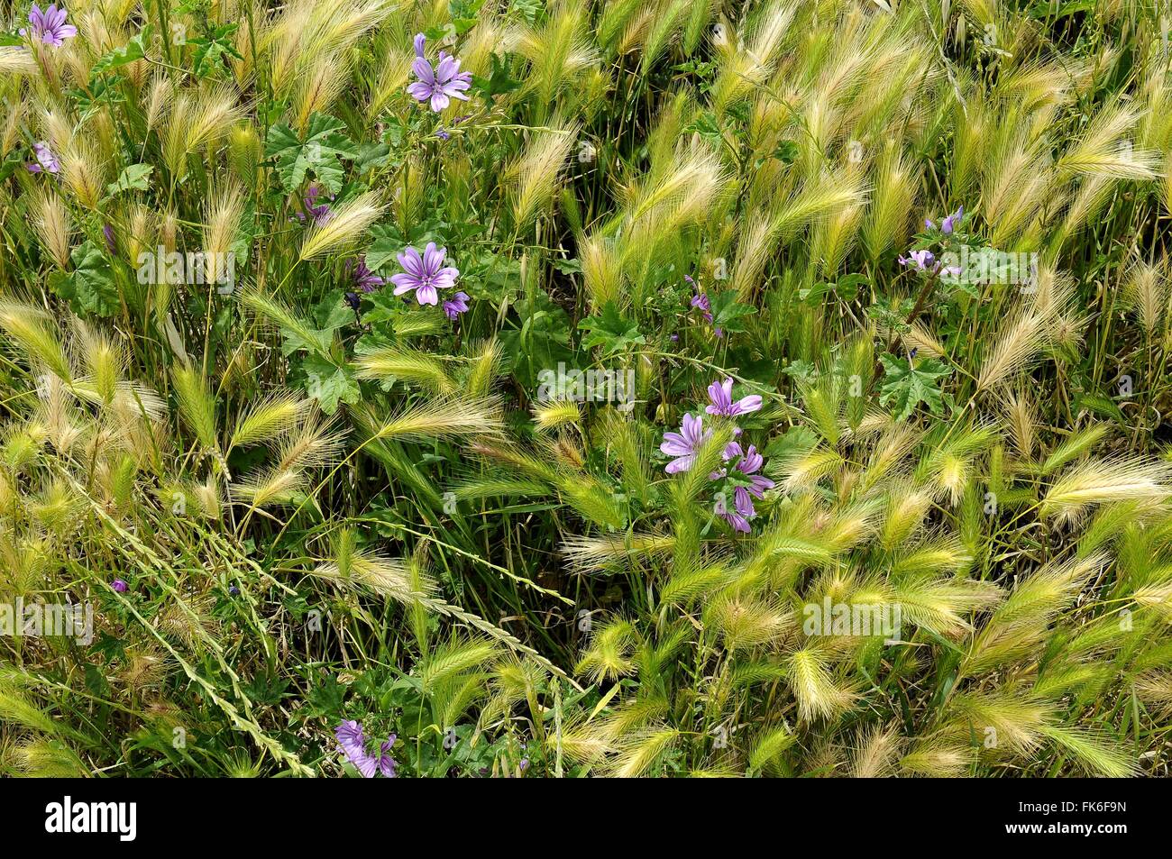 Hedgerow wild grass hi-res stock photography and images - Alamy