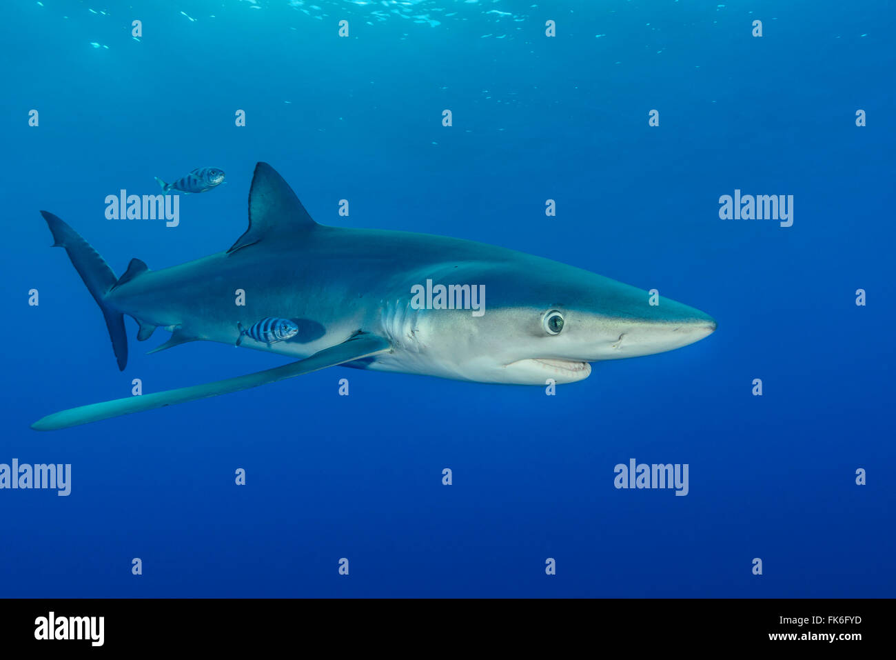 Requiem shark requiemsharks requiemshark azores portugal atlantic ocean ...