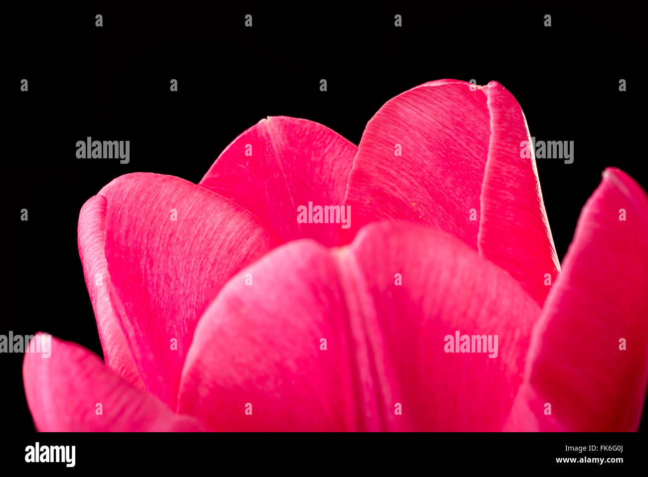 Macro of a red common tulip on white background Stock Photo - Alamy