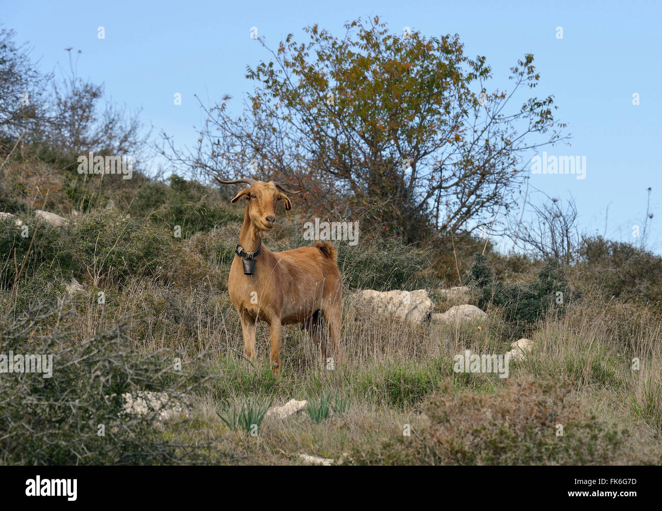Domestic Goat in Garrigue Habitat, Akamas, Cyprus Stock Photo - Alamy