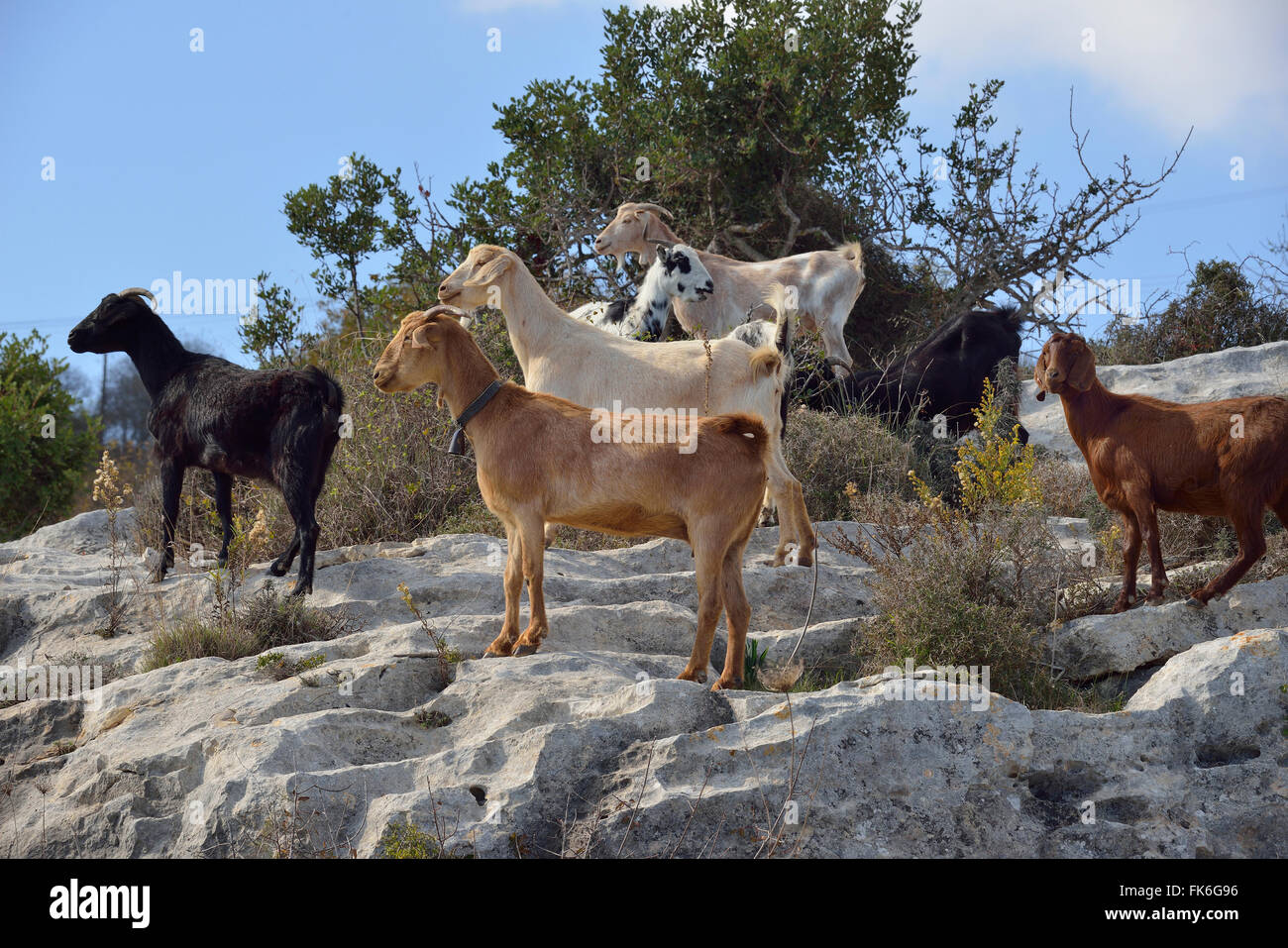 Domestic Goats in Garrigue Habitat, Akamas, Cyprus Stock Photo - Alamy