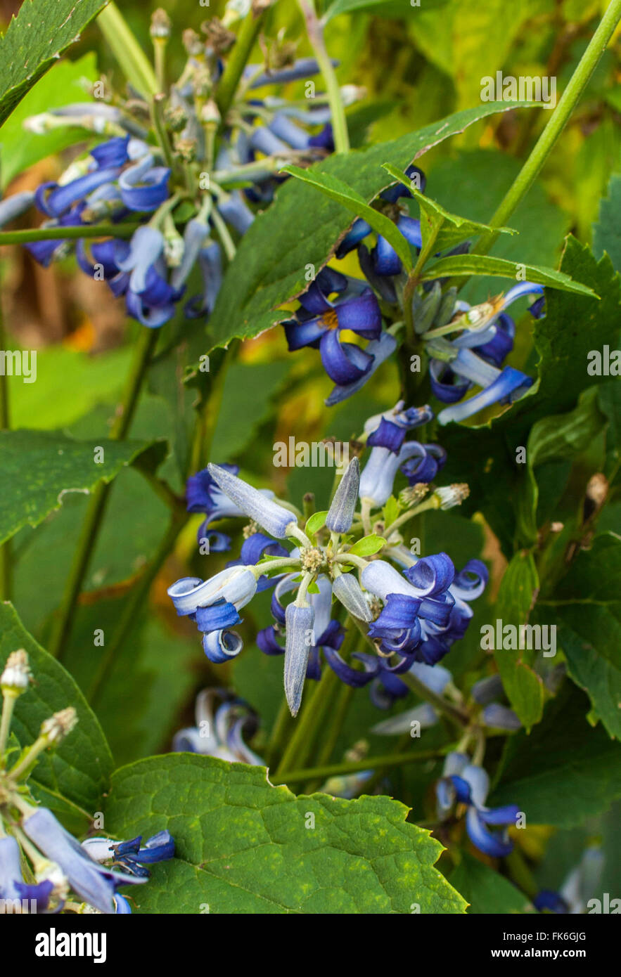 Clematis heracleifolia, bush clematis, blue Stock Photo - Alamy