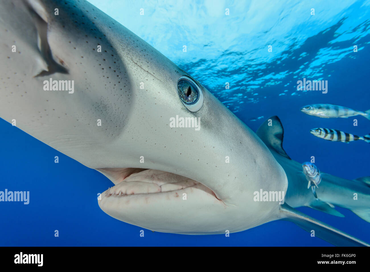 Atlanitc ocean hi-res stock photography and images - Alamy