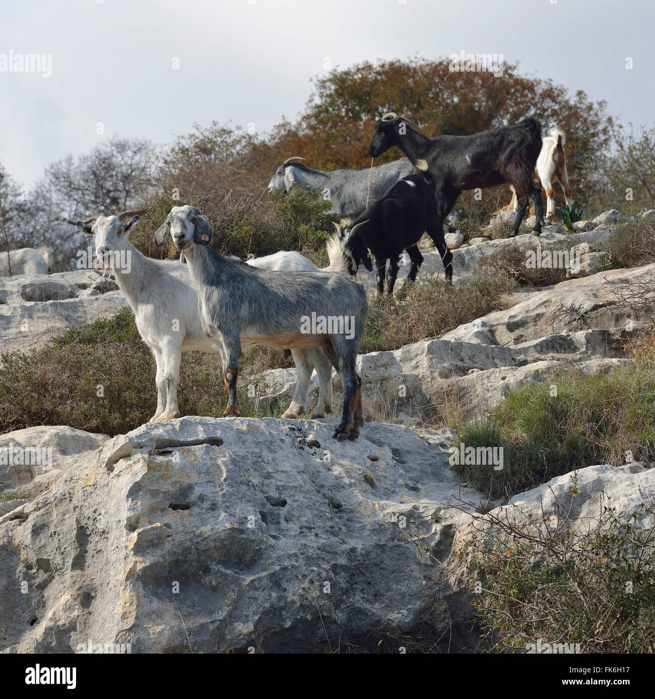 Domestic Goats in Garrigue Habitat, Akamas, Cyprus Stock Photo - Alamy