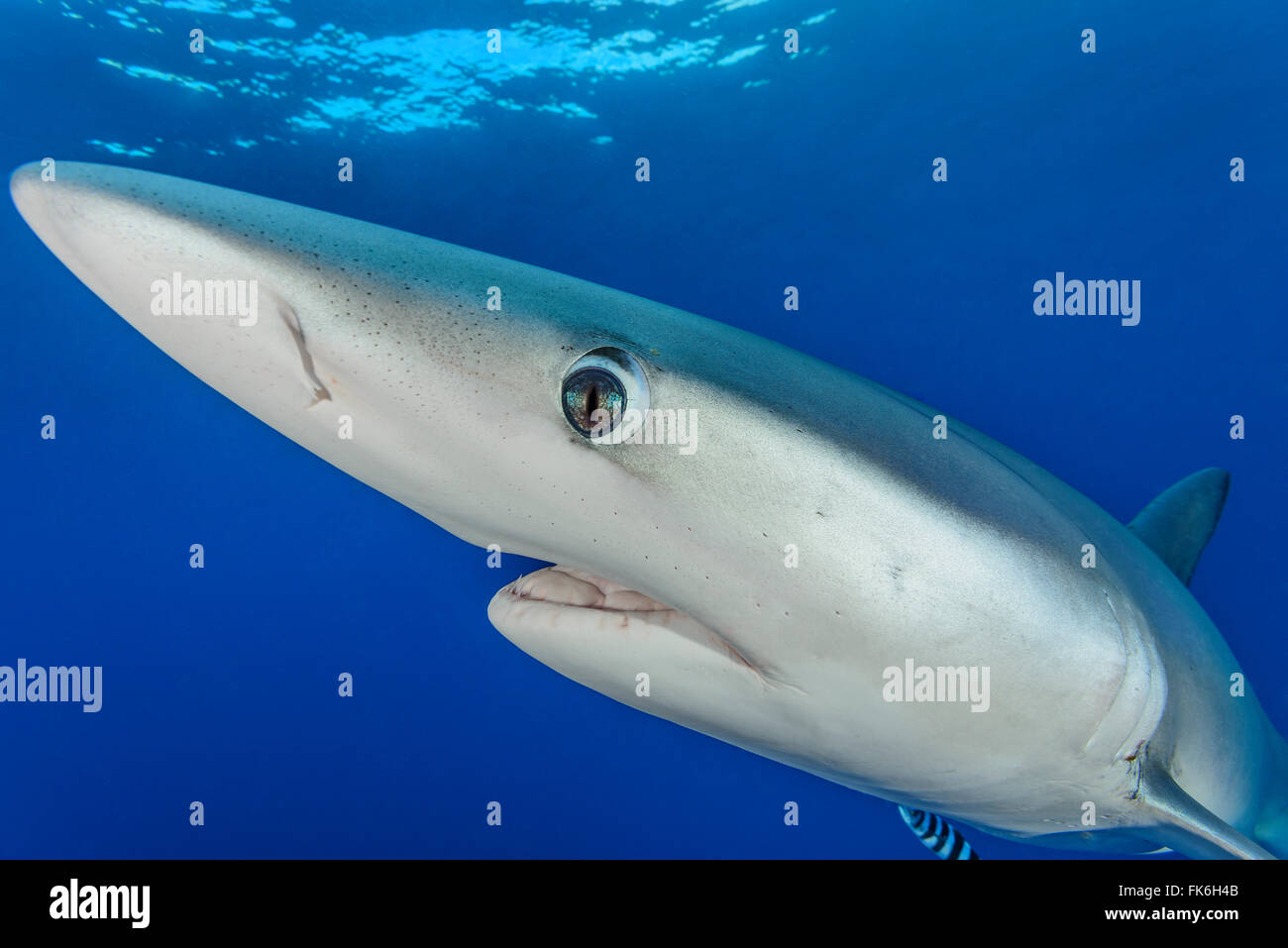 Blue Shark, Prionace glauca, Azores, Portugal, Atlantic Ocean Stock ...