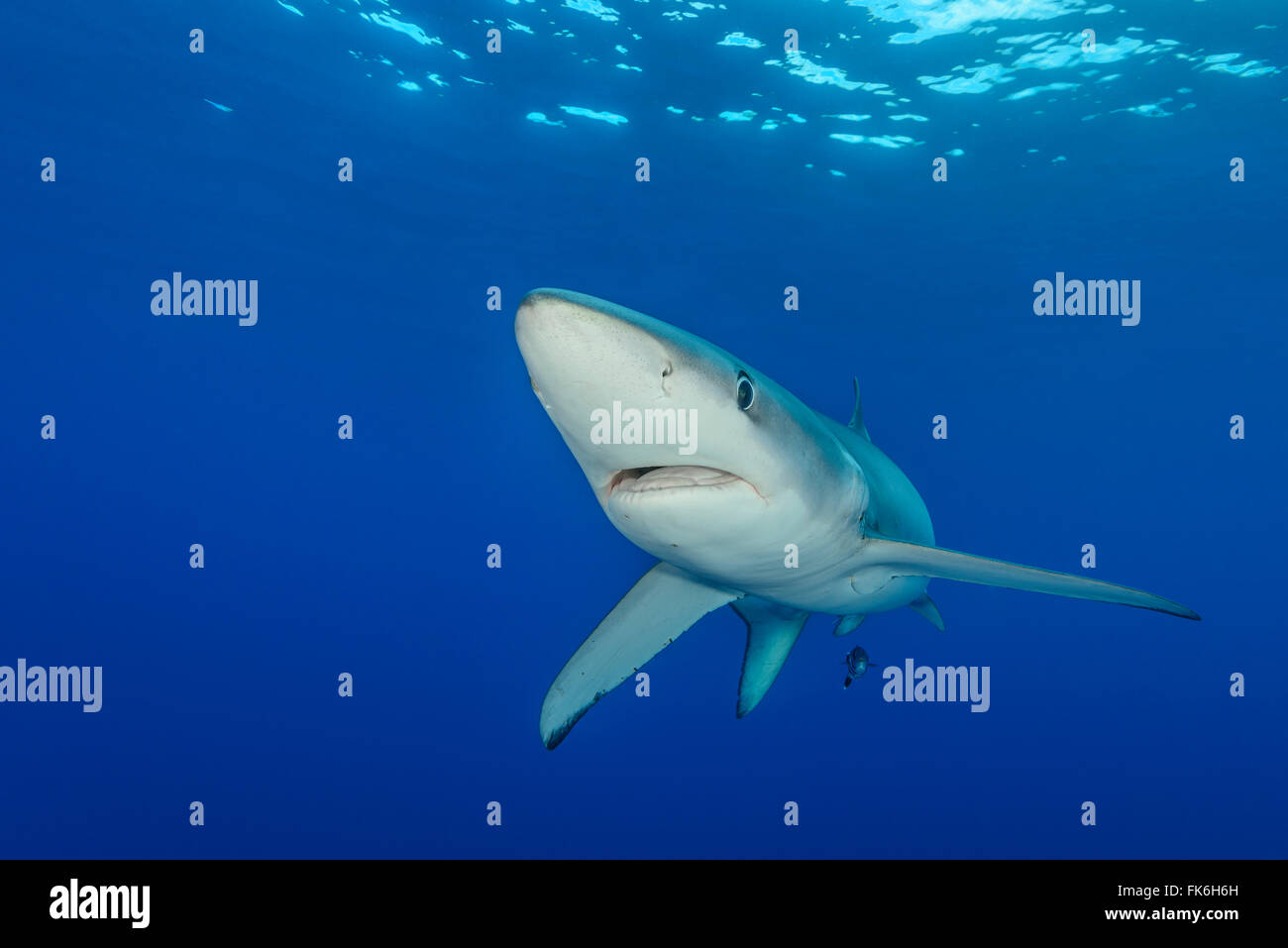 Blue shark azores hi-res stock photography and images - Alamy