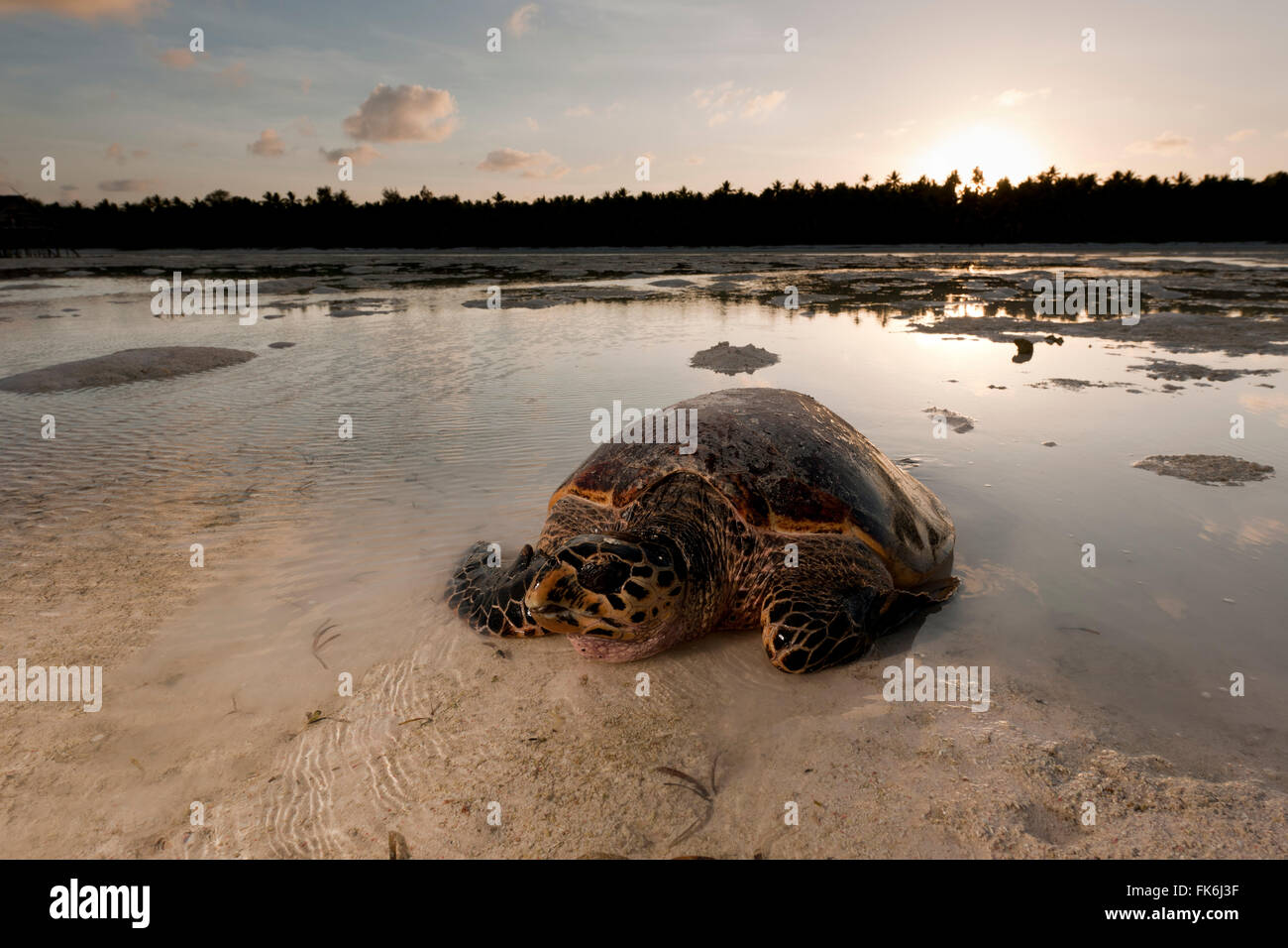 Mother sea turtles hi-res stock photography and images - Alamy
