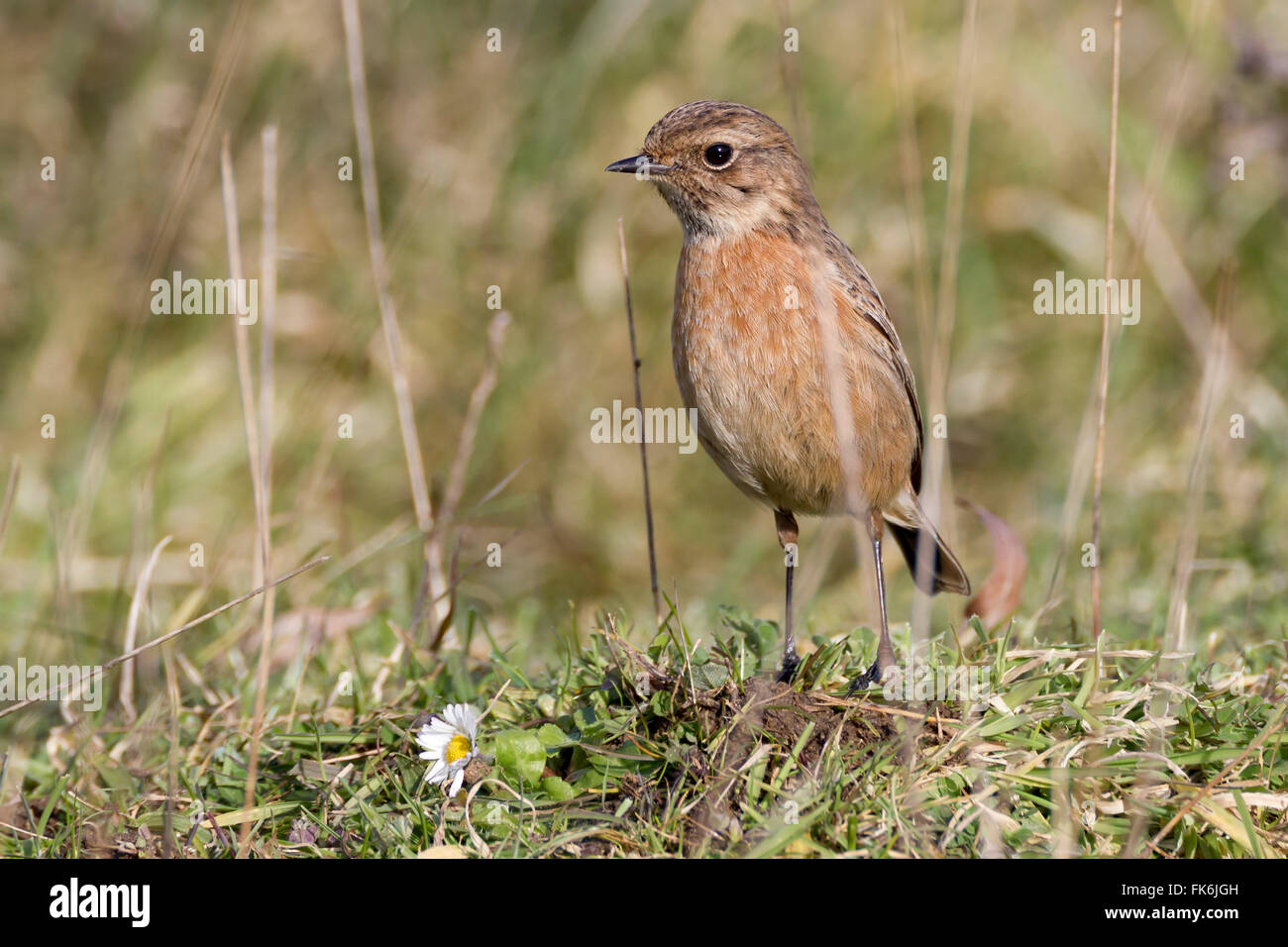 Turdidae bird hi-res stock photography and images - Alamy