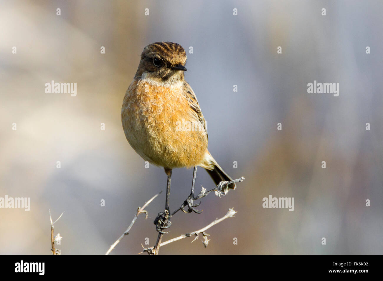 Turdidae bird hi-res stock photography and images - Alamy