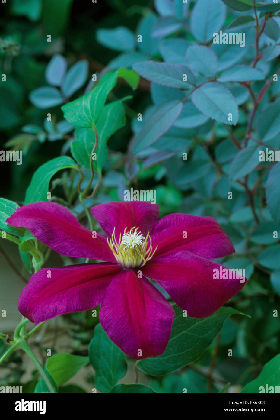 Clematis sunset vine hi-res stock photography and images - Alamy