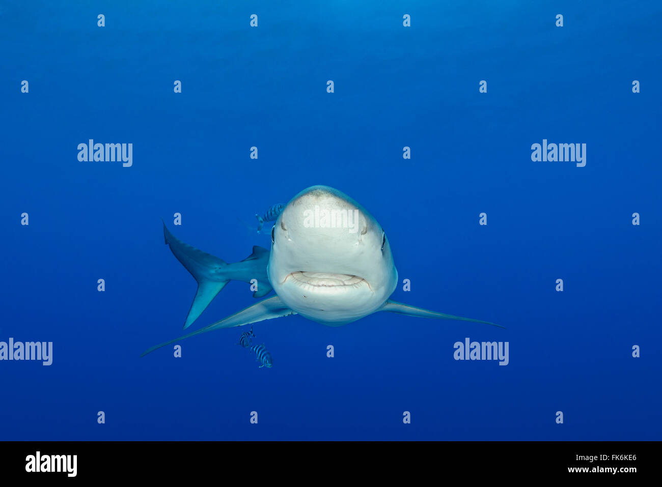 Atlantic ocean sharks hi-res stock photography and images - Alamy