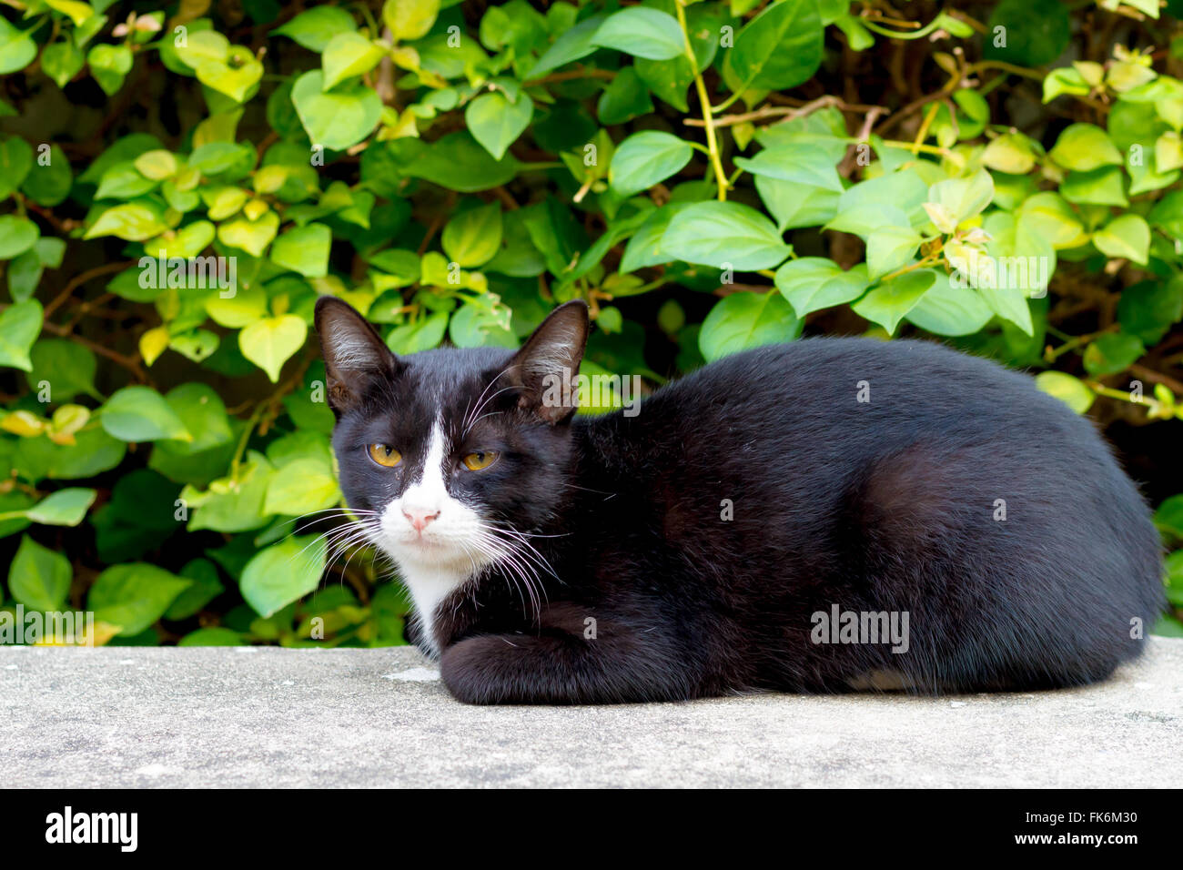 cat sit crouched on the concrete floor Stock Photo - Alamy