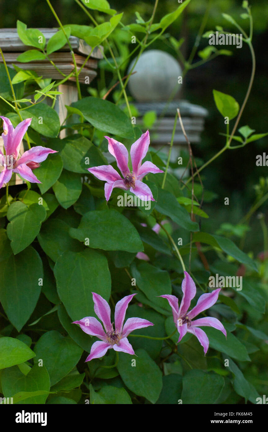 Clematis texensis Duchess of Albany Stock Photo - Alamy