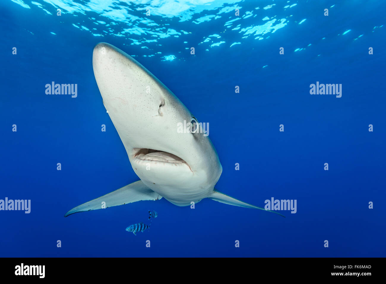 Close up shark hi-res stock photography and images - Alamy