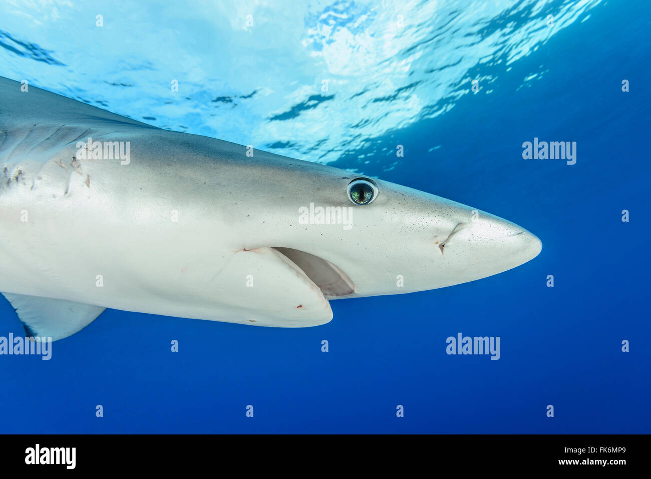 Shark detail hi-res stock photography and images - Alamy