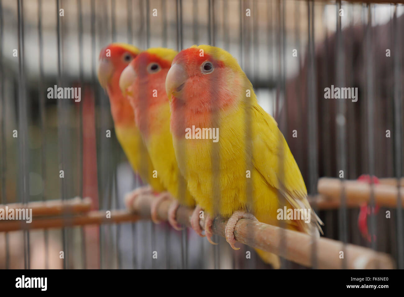 Bird market in Paris Stock Photo - Alamy