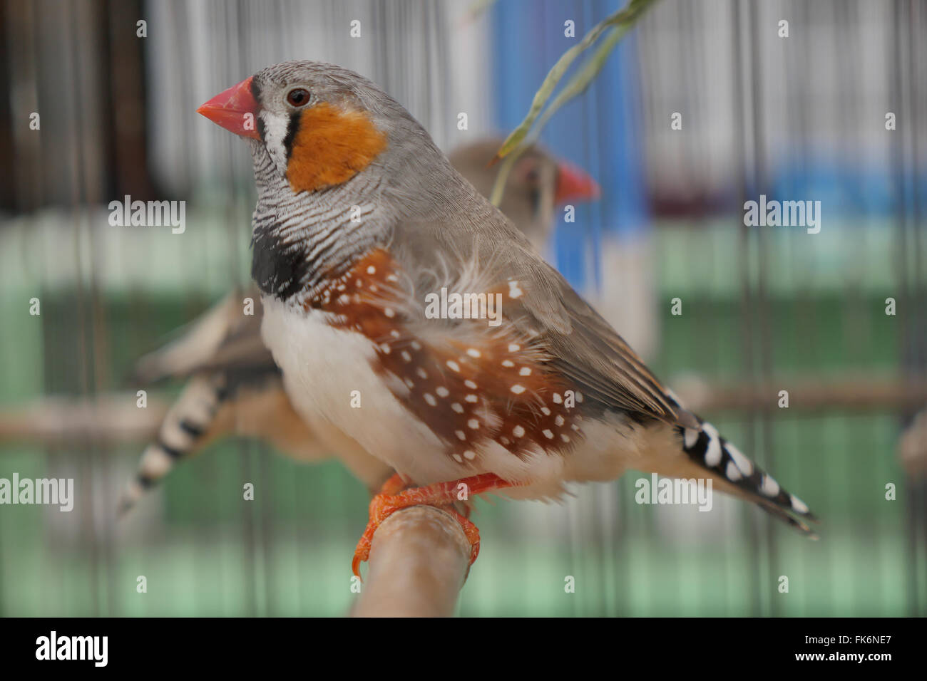 Bird market in Paris Stock Photo - Alamy
