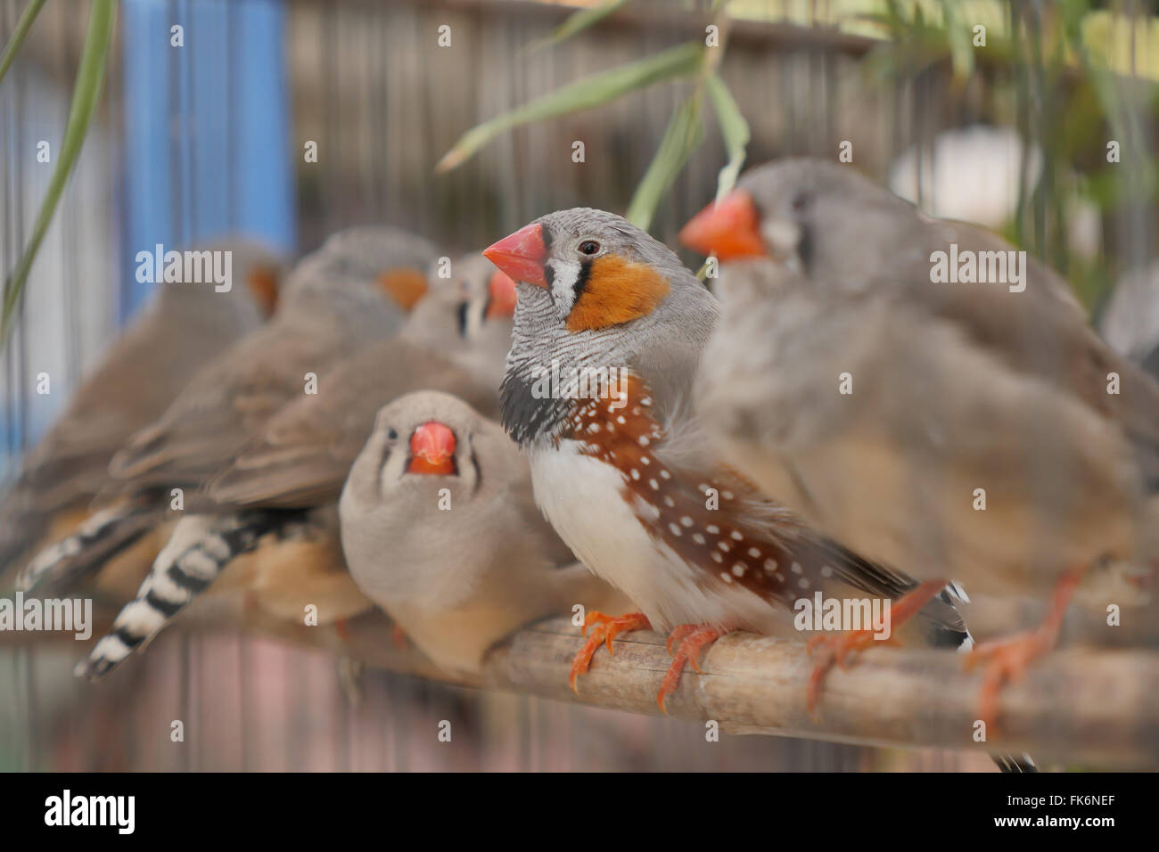 Pets In Paris High Resolution Stock Photography and Images - Alamy
