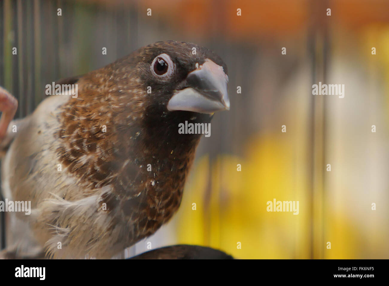 Bird market in Paris Stock Photo - Alamy