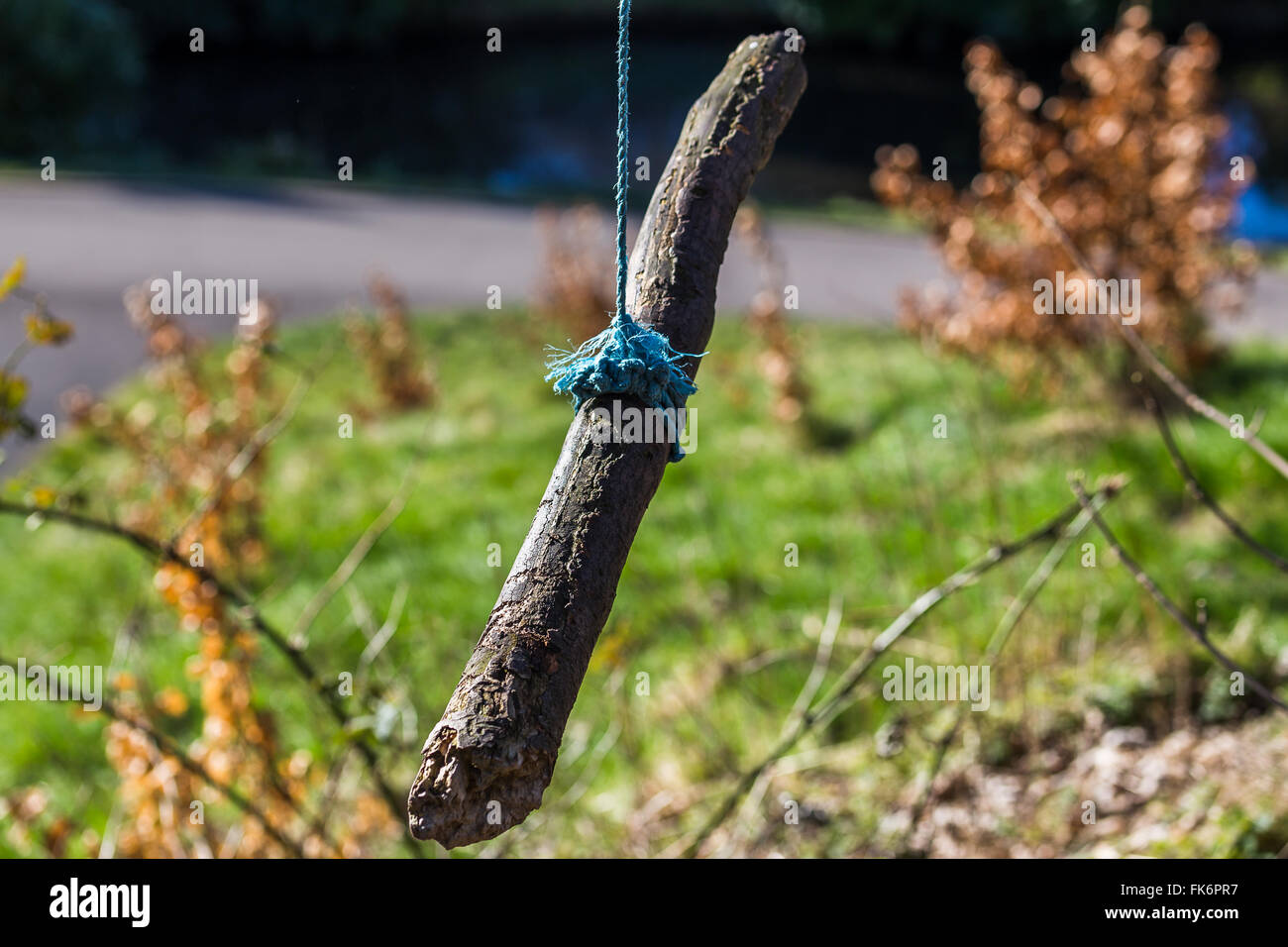 A log hangs from a large branch on a tree in Sefton Park, tied on by ... A log hangs from a large branch on a tree in Sefton Park, tied on by ...