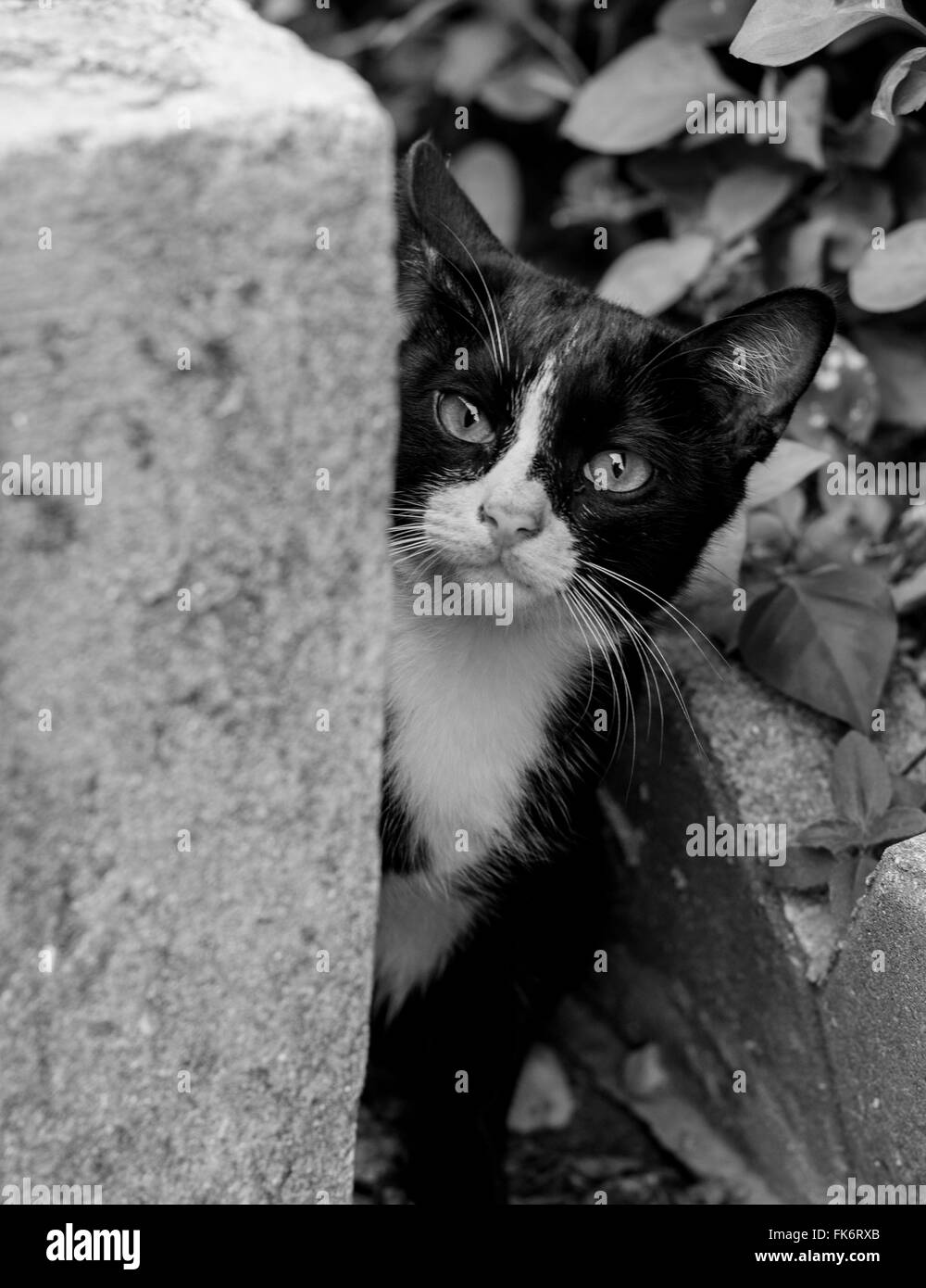 cute little cat peeking out and look form the niche glimpse with a ...