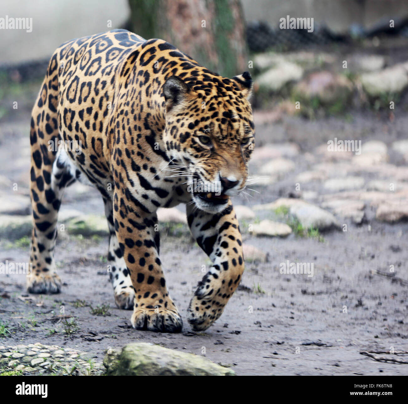 Leapord hi-res stock photography and images - Alamy