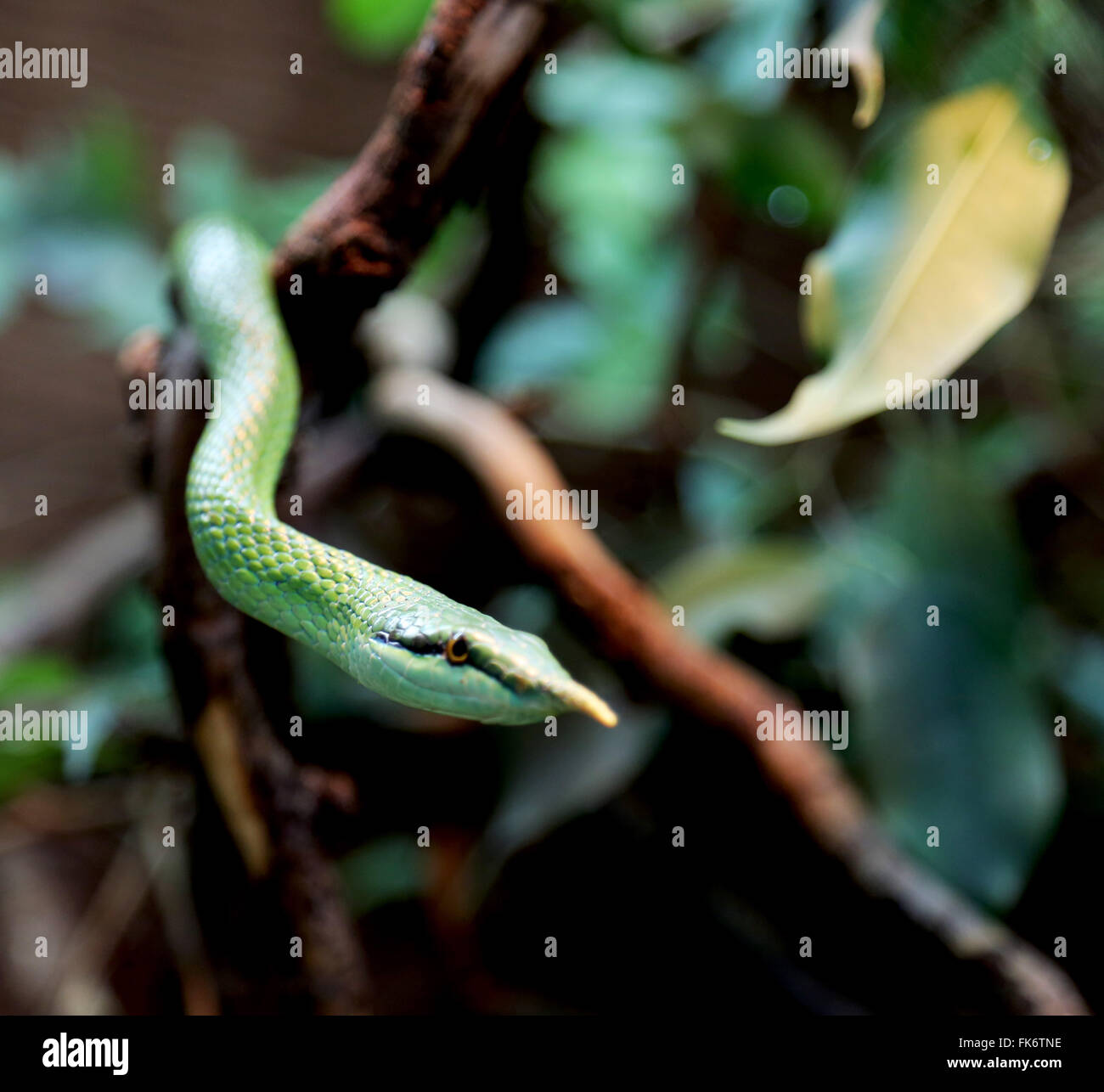Warsaw, Poland. 07th Mar, 2016. A long-nosed rat snake is seen in the ...