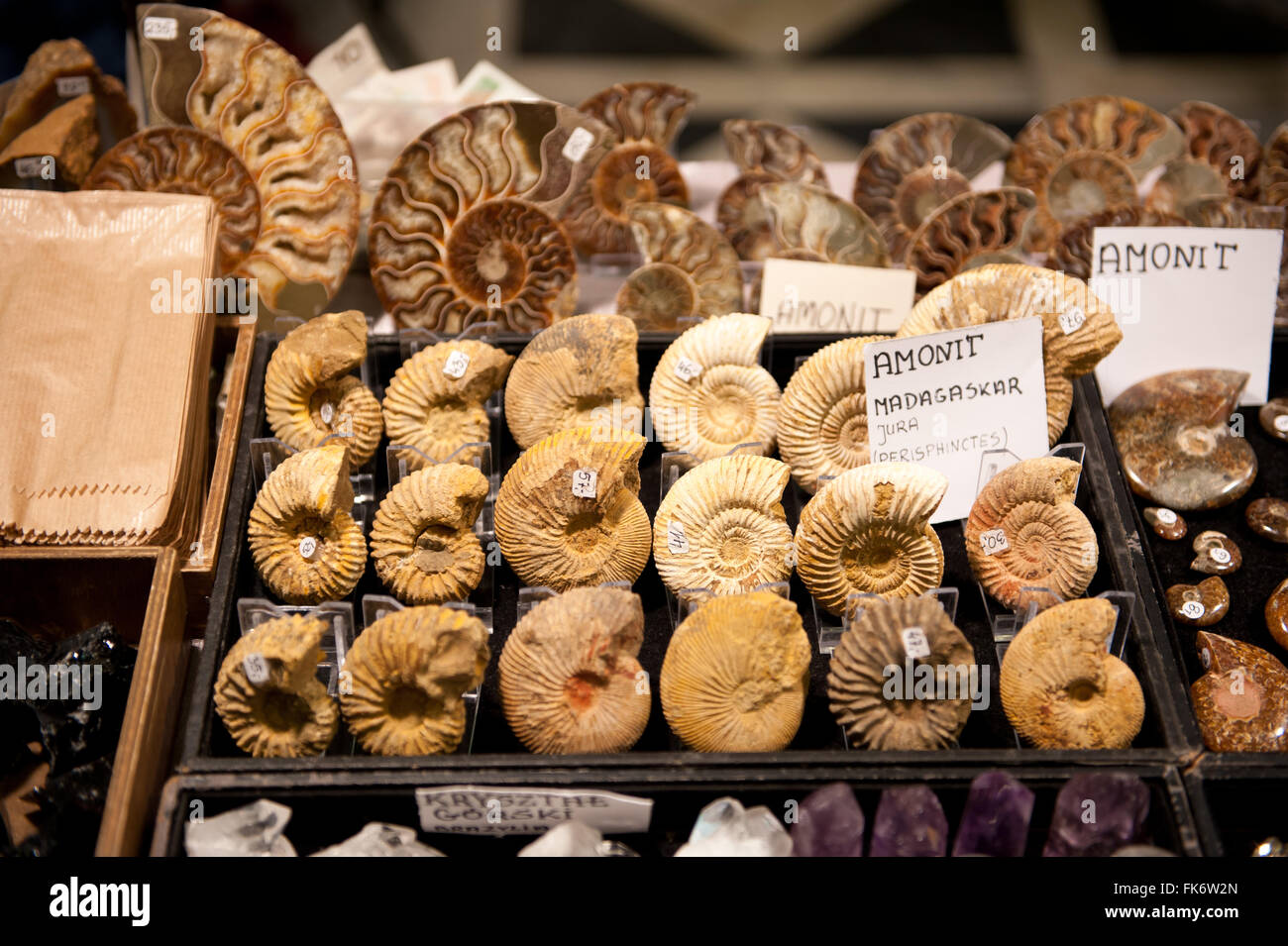 Perisphinctes ammonite shells from Madagascar, precious fossils ...