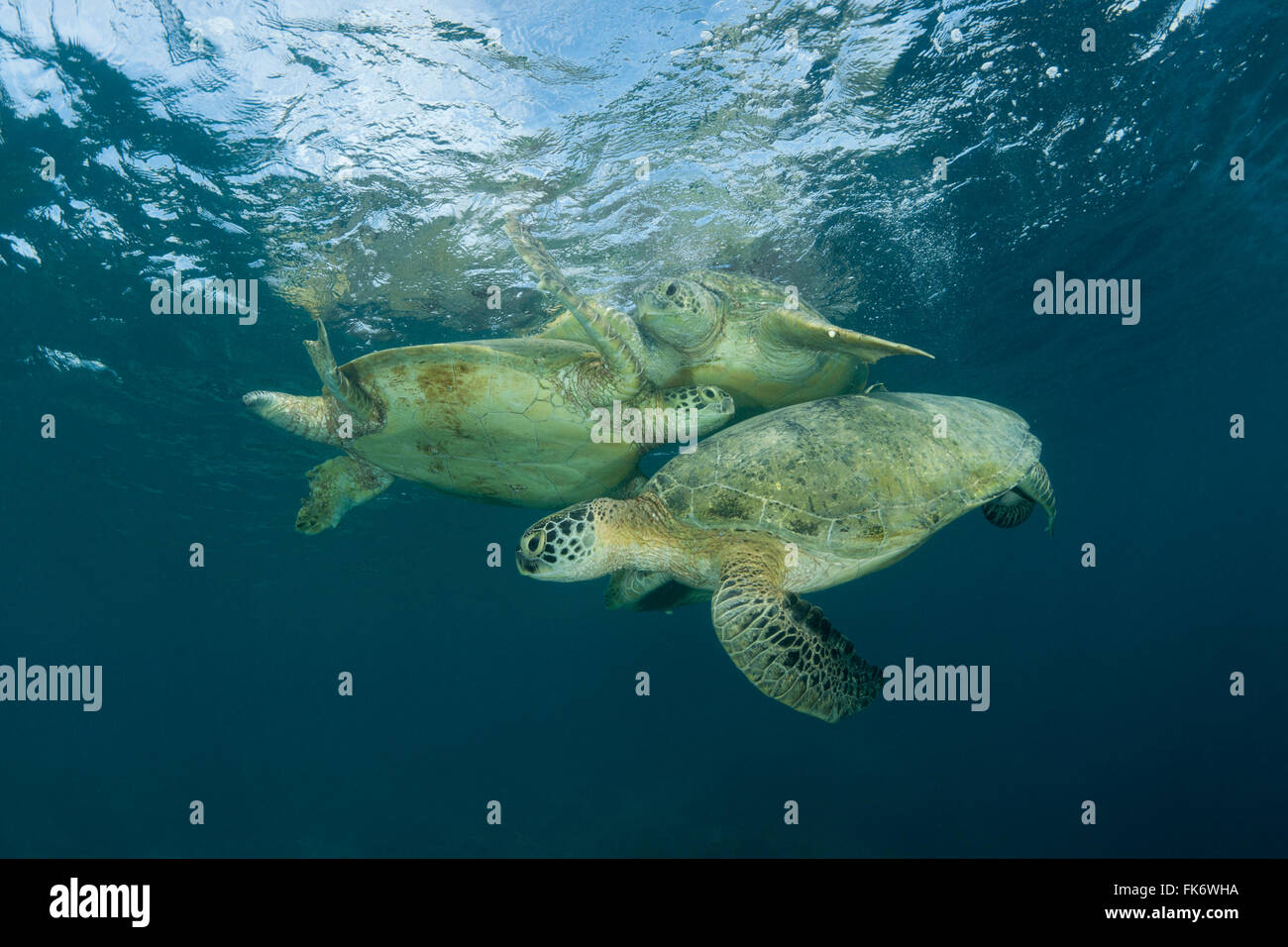Green turtles hi-res stock photography and images - Alamy